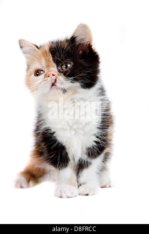 Tortoiseshell Persian Domestic Cat, Portrait of Female against White ...