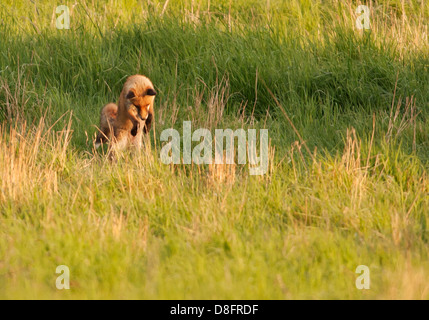 Red fox (Vulpes vulpes) looking for mice in a meadow, Mecklenburg ...