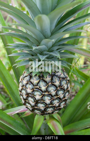 Farm orchard with ripe pineapple fruits. Production of fruits in South East Asia Stock Photo - Alamy