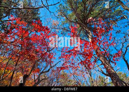 Red Leaf Scenery in Autumn Valley, Dandong Pushi River Park, Liaoning ...