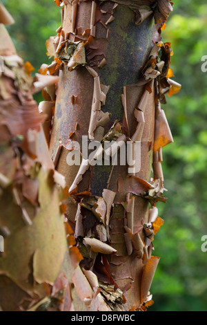 Acer Griseum, Chinese Paperbark Maple Stock Photo - Alamy