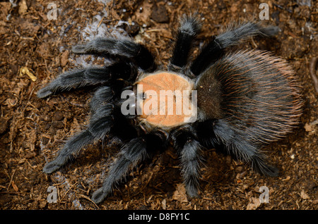 beautiful subadult female Mexican golden red rump tarantula ...