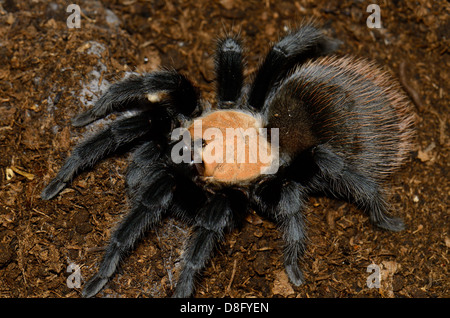 beautiful subadult female Mexican golden red rump tarantula ...