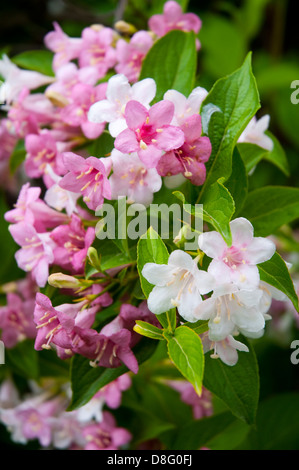 Vertical close-up of white Philadelphus flowers with yellow stamens ...