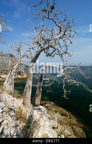 Sea birds nesting area at Mogo Mogo island Stock Photo - Alamy