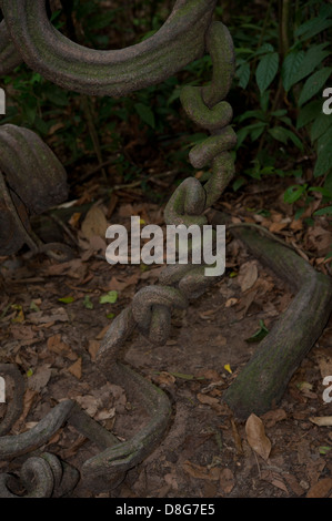 Curly tree roots, Vietnam, South East Asia Stock Photo - Alamy