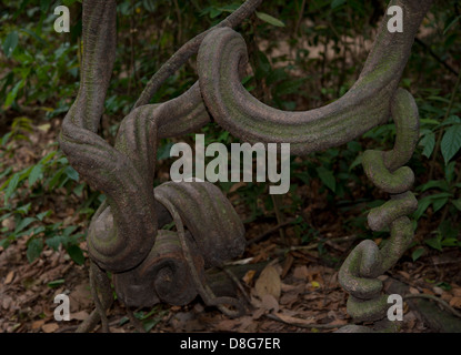 Curly tree roots, Vietnam, South East Asia Stock Photo - Alamy