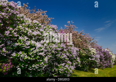 Row of Common Lilac bushes flowering beside pink crabapple trees in ...