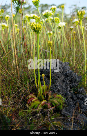 Venus flytraps (Dionaea muscipula) as they consume insects; Atlanta ...