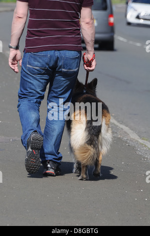 German shepherd dog walking on green grass Stock Photo - Alamy