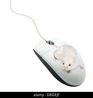 Live mouse on a computer mouse. It is isolated on a white background ...