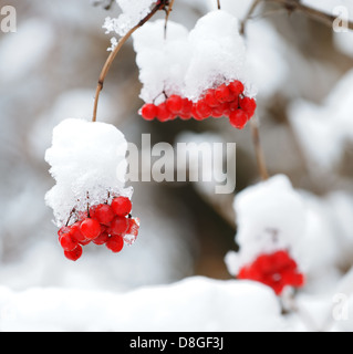 A closeup of frozen Mountain-ash on a branch covered with snowflakes ...