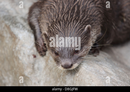 Asian small-clawed otter, Zwergotter, Amblonyx cinereus, ázsiai kiskarmú vidra, Gembira Loka Zoo ...