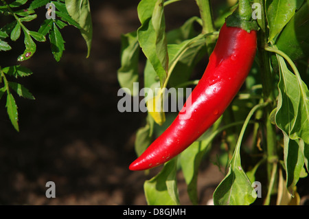 Peperoni rot scharf Peperonis Pepperoni Chilli Chili Freisteller ...