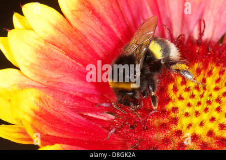 Bee on a flower Gaillardia aristata (common gaillardia). Flower with red and yellow petals on ...