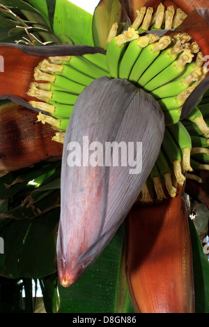 Banana tree in bloom Stock Photo - Alamy