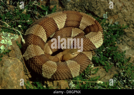 BROAD-BANDED COPPERHEAD SNAKE Stock Photo - Alamy