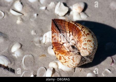 The Atlantic Giant Cockle, Dinocardium robustum, is one of the largest ...