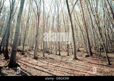 Landscape in the Vitosha mountains, Bulgaria Stock Photo - Alamy