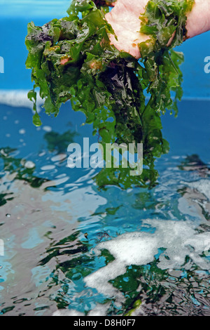 Aquaculture of the marine algae Ulva lactuca, common name sea lettuce ...