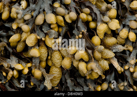 Flat Wrack Seaweed #2 Stock Photo - Alamy