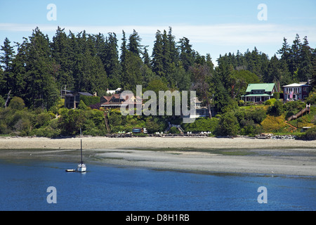 USA, Washington State, Bainbridge Island. Cattails and Canada goose on ...