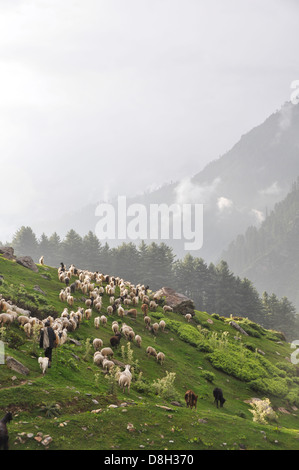Goats of Rajasthan, Shepherd with sheep, Sheep and Goat Grazing is On ...