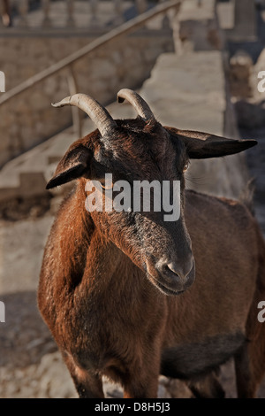 Mallorcan wild goat Stock Photo - Alamy