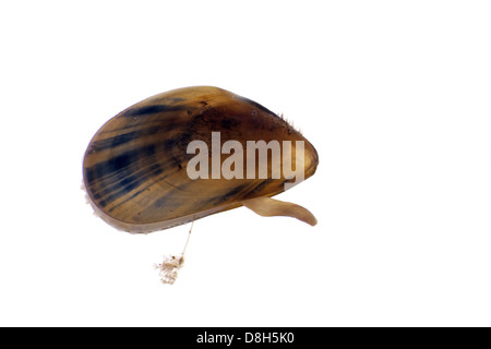 Annuals, live mussel under the microscope (Mytylus edulis Stock Photo ...
