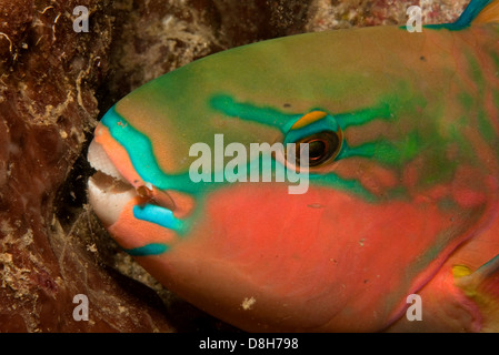 Sleeping parrot fish Stock Photo - Alamy