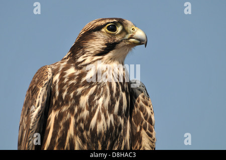 Young Saker Falcon (Falco cherrug) grooming on rock ledge. Central ...
