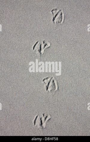 Sea gull prints on beach sand Stock Photo - Alamy
