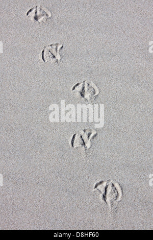 Seagull prints in the sand along the seashore at Cape Henlopen State ...