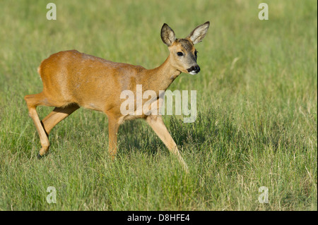 Roe deer (Capreolus capreolus) running in a meadow; Hesse, Germany ...