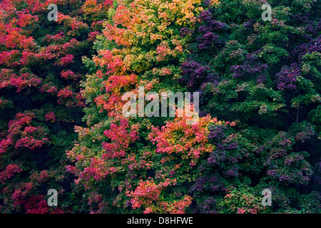 Fall foliage of Norway maple trees (Acer platanoides) in yellow Stock ...