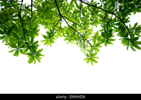 Spring leafs on white background Stock Photo - Alamy
