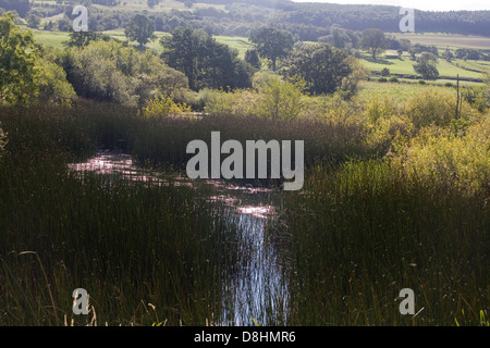 Ponds beside The River Ure flowing through the lower part of ...
