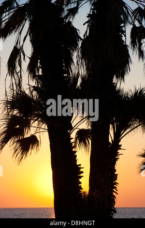 Palm trees silhouetted against sky Stock Photo - Alamy