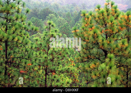 longleaf pine forest, Kisatchie National Forest, Louisiana USA Stock ...