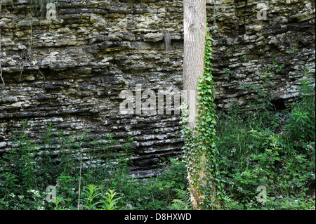 Wenlock Edge, Shropshire, England. Coral patch reefs in horizontal ...