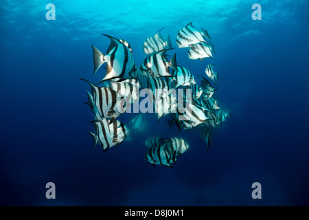 Atlantic spadefish mating Stock Photo - Alamy