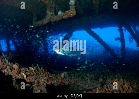 A tarpon swims in the structure of Tenneco Towers with a school of fish ...