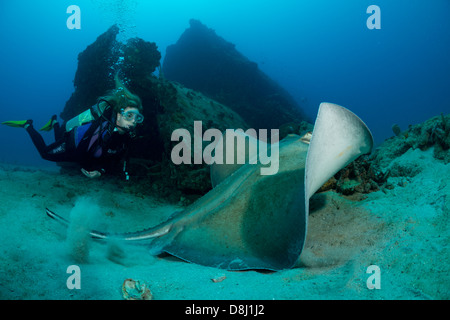 Large female stingray (Dasyatis americana) forages over seagrass in ...