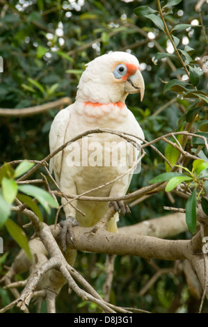 the long billed corella is an all white bird with red on the face and ...