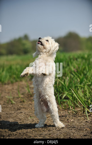 Maltese shows trick Stock Photo - Alamy