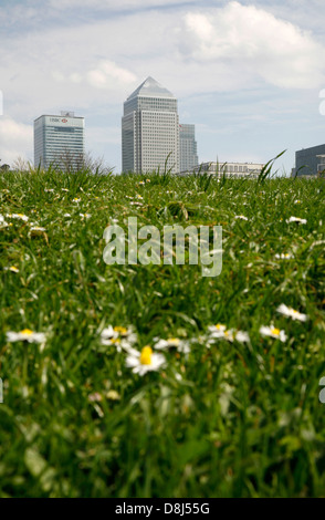 Canary Wharf from Ropemakers Field, Poplar, in London's East End, UK ...