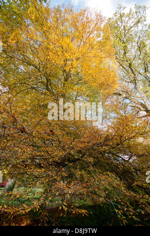Fagus sylvatica 'Asplenifolia' ( Cut-Leaved or Fern-Leaved Beech ) in ...