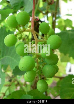 Bunch of still developing unripe grapes on vine Stock Photo - Alamy
