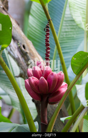 Costa Rica, red bananas in the tropical jungle Stock Photo - Alamy