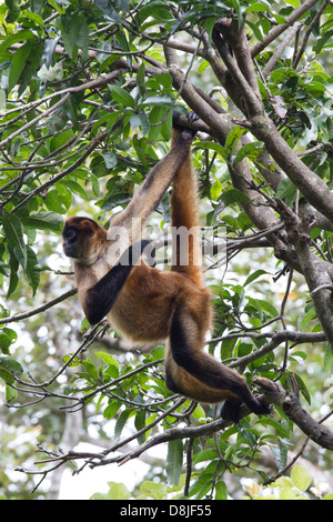 CENTRAL AMERICAN SPIDER MONKEY Ateles geoffroyi panamensis in tree ...